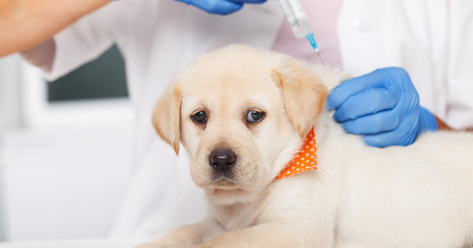 Vaccineren - KNMvD.nl