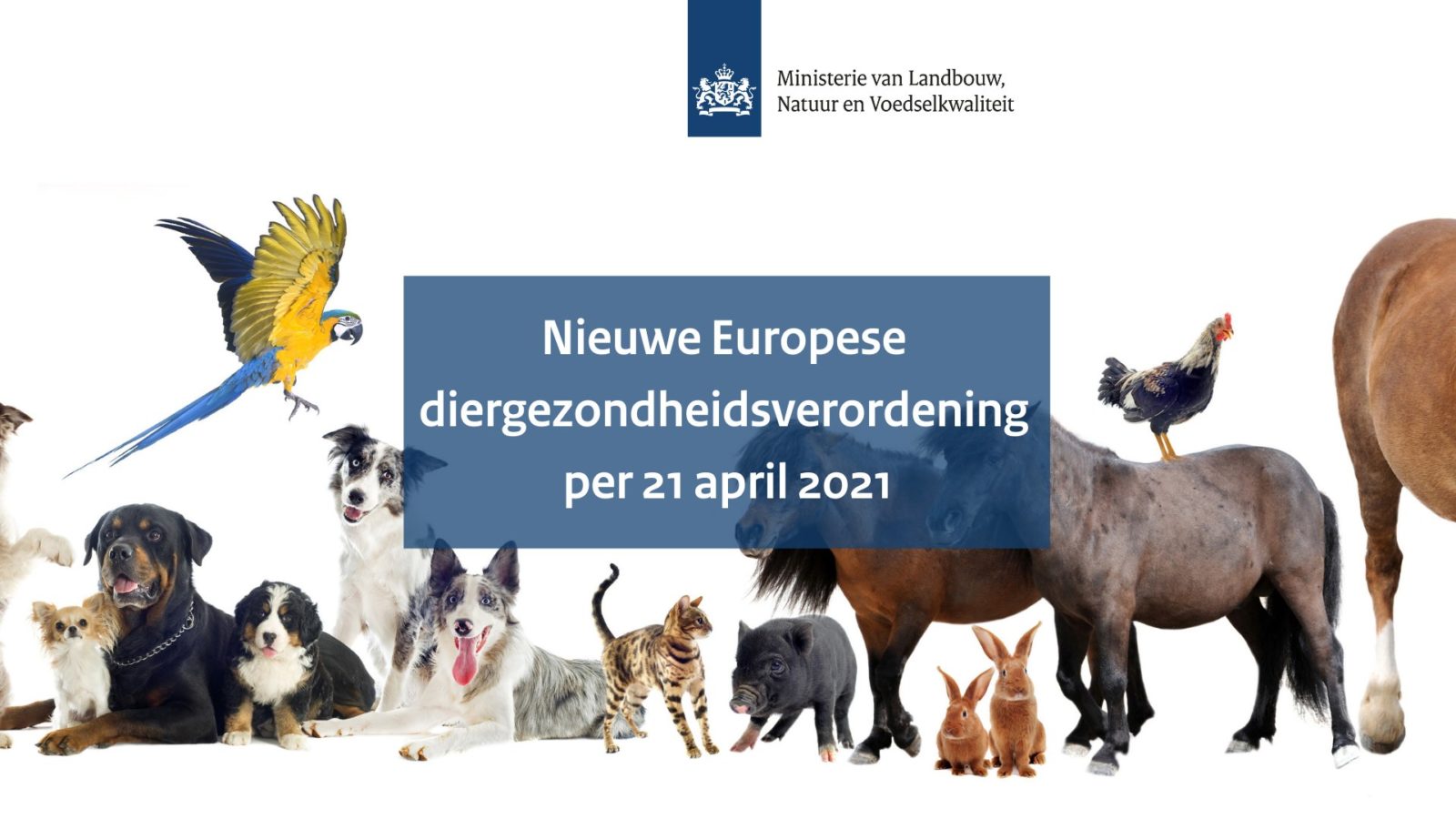 'Animal Health Regulation' moet diergezondheidszorg verder verbeteren ...