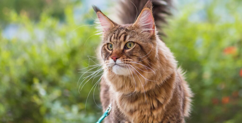 Binnenkat of buitenkat? Wat is beter voor een kat? - KNMvD.nl