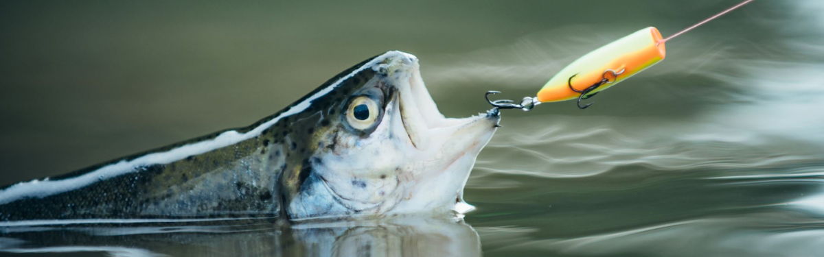 Voelen vissen pijn? - KNMvD.nl