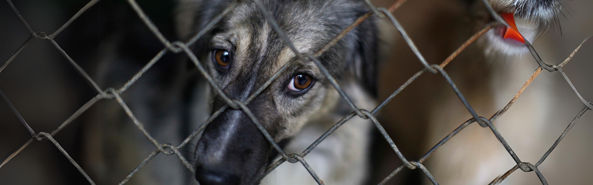 Aanpak dierenmishandeling begint bij het herkennen én melden - KNMvD.nl