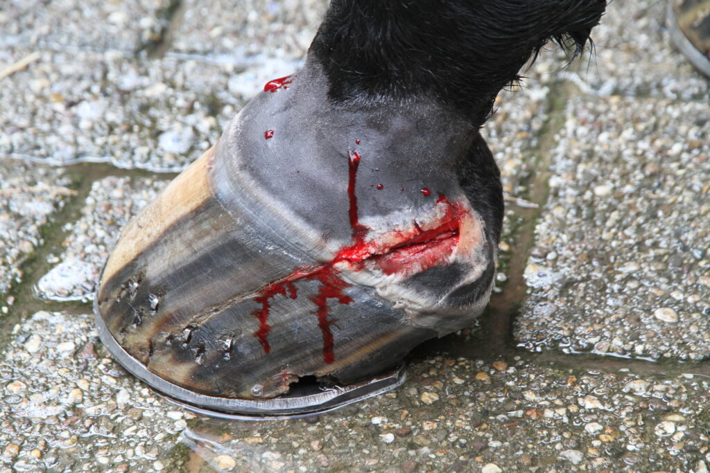 Wondmanagement Paard module 1: de Acute Wond van A tot Z: Management ...