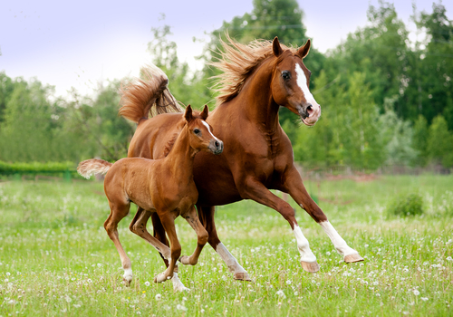 Paspoort hoort bij je paard - Dierenarts.nl