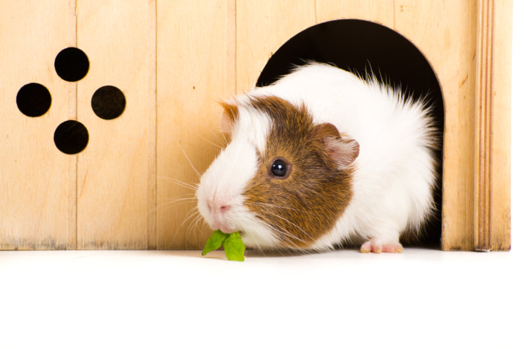 Weet jij alles over een cavia's? 5 x cavia-weetjes
