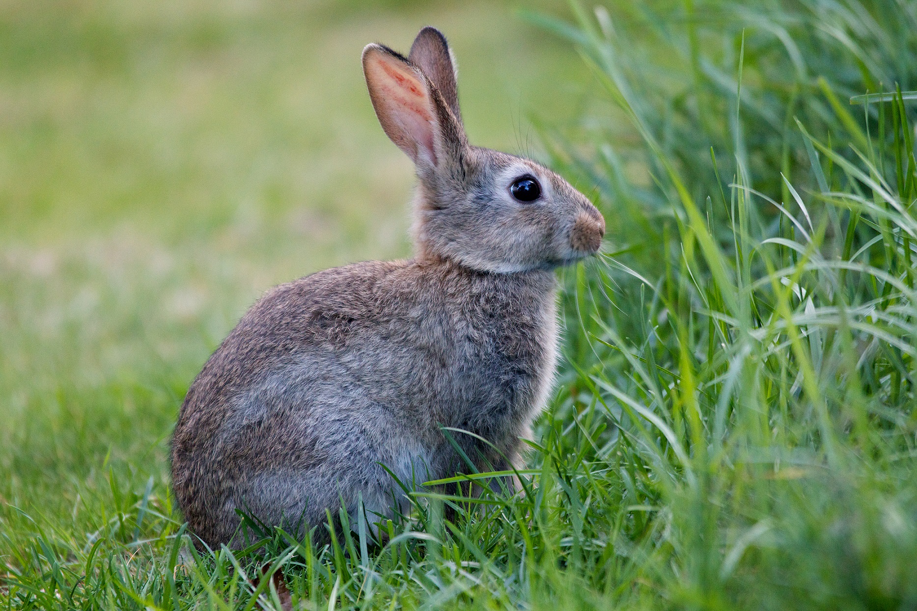 Het is gewoon lente! Dus van jonge dieren kan je vaak beter afblijven ...
