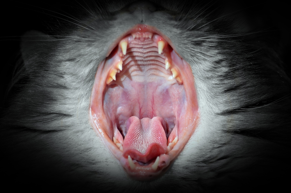 Hoe verzorg ik het gebit van mijn kat? - Dierenarts.nl