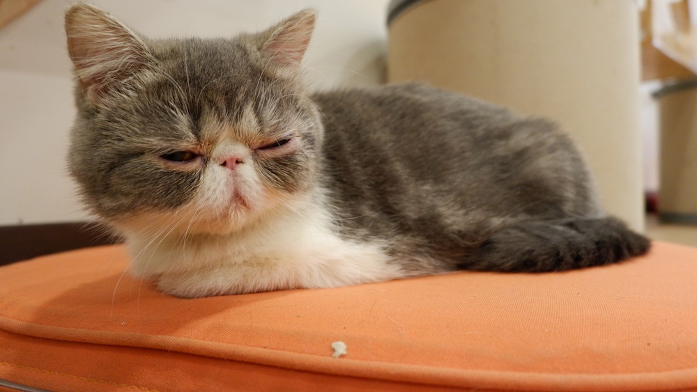 Fokkers van kortschedelige Perzische katten krijgen waarschuwing ...