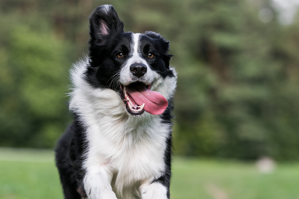 Een actieve hond is een blije hond - Dierenarts.nl