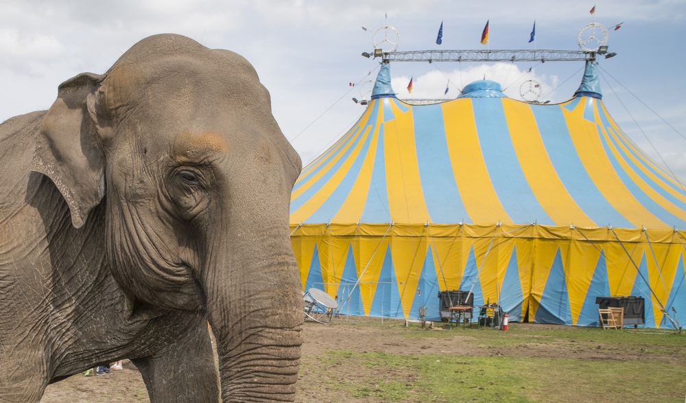 Wat is het beste ‘thuis’ voor olifant Buba? Tweede kamer is verdeeld ...